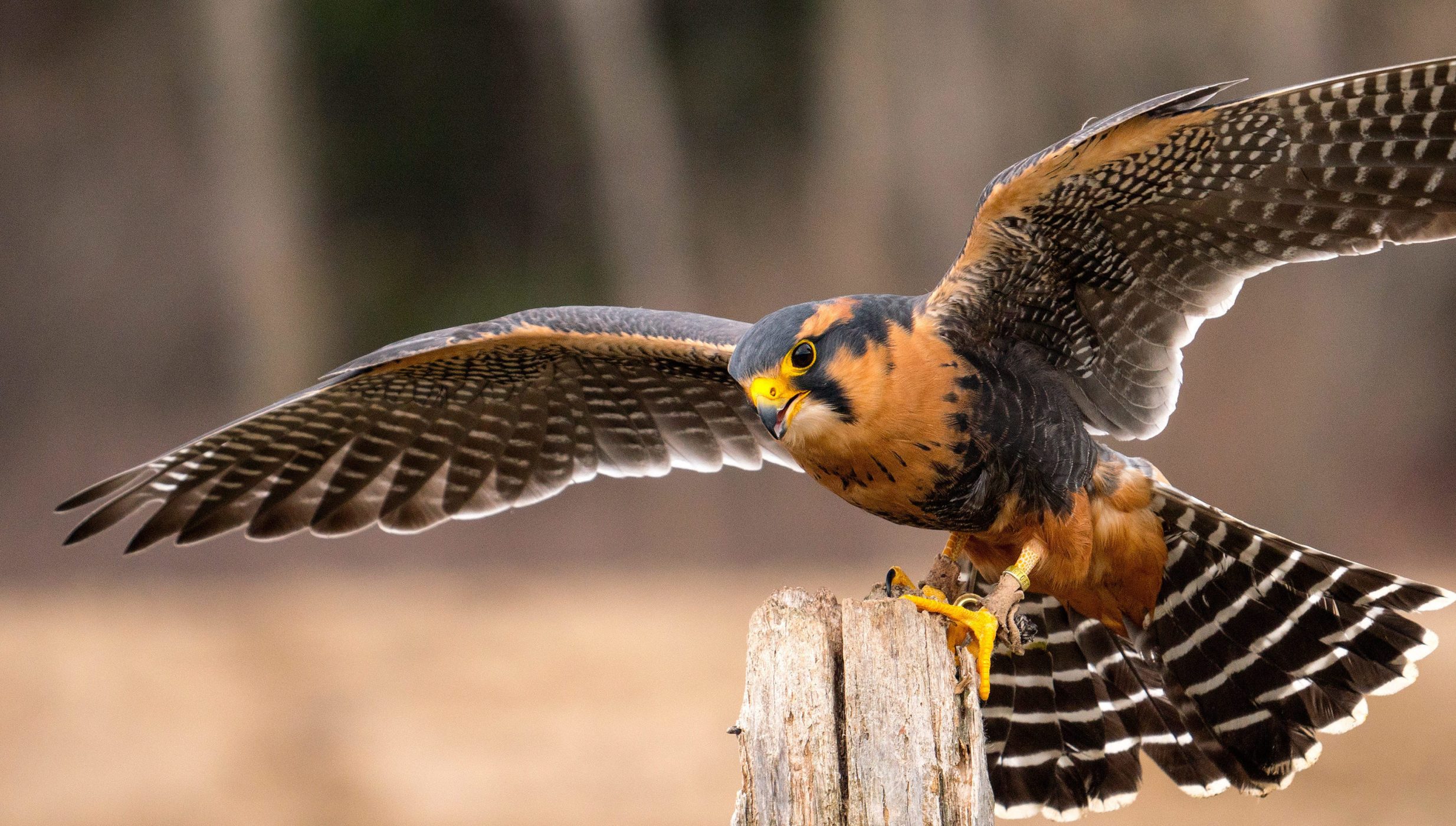 Falconry Experiences in Columbus, OH | Ohio School of Falconry
