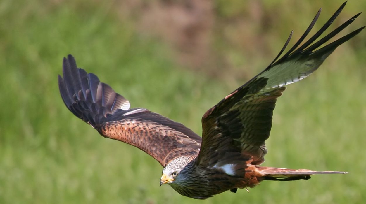 Ohio School of Falconry | The Midwest's First and Finest School of ...